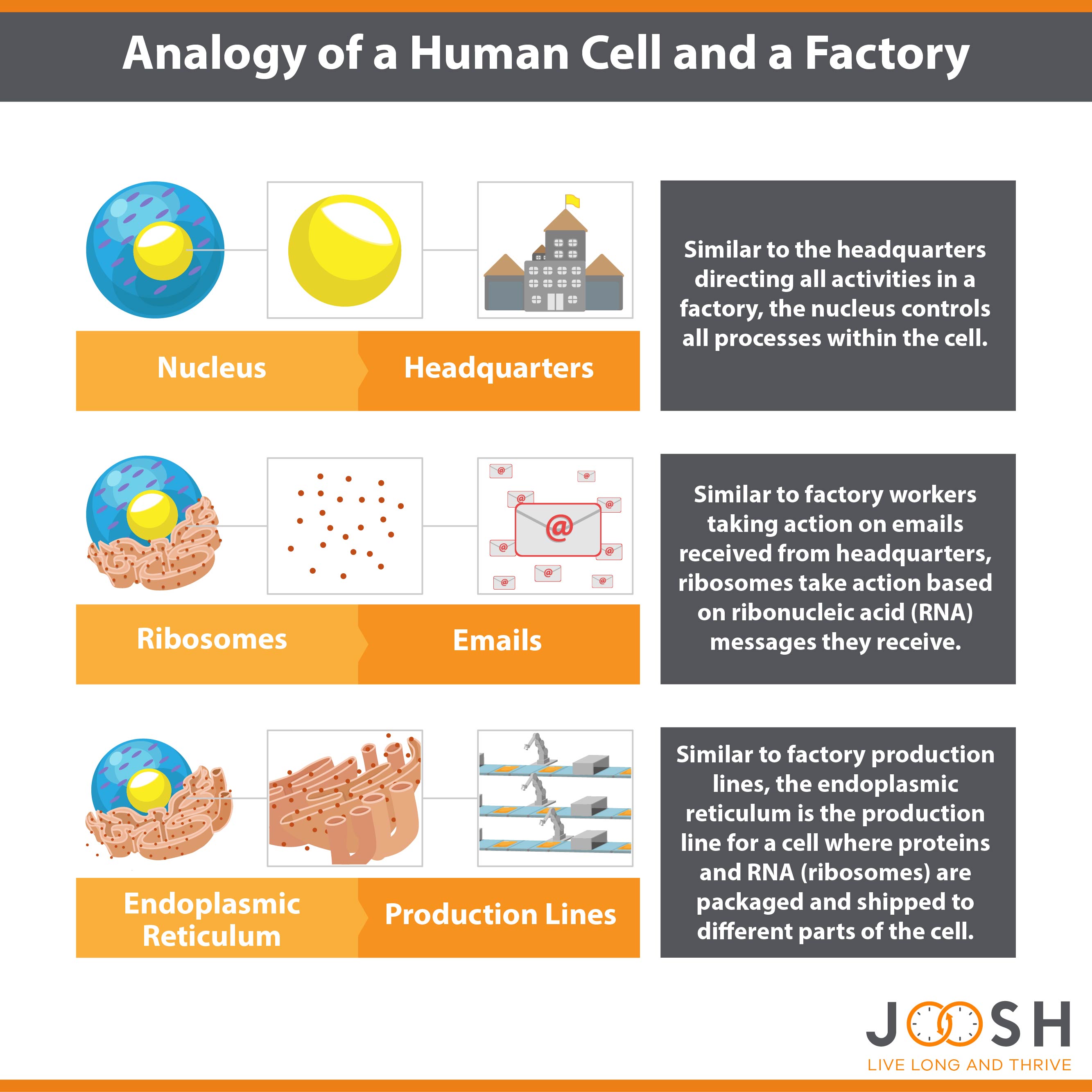 Human Cell vs. Factory: A Powerful Analogy