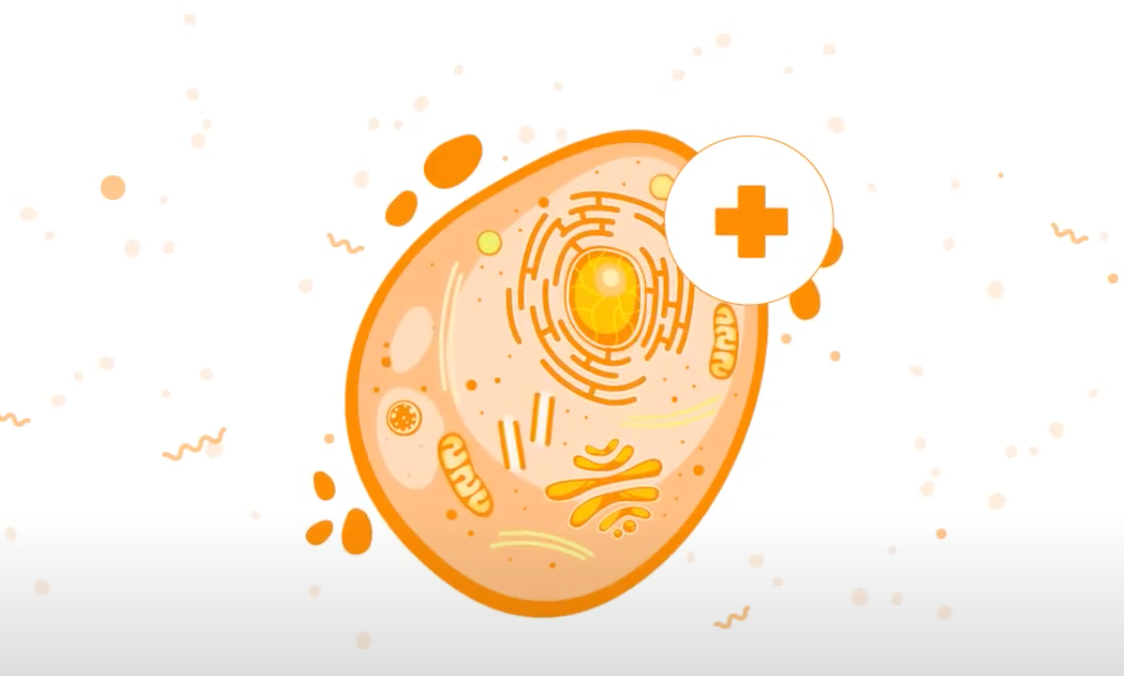 What is cellular health and how can it be preserved?